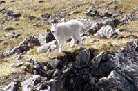 Neues vom Frances Lake, Yukon, Kanada